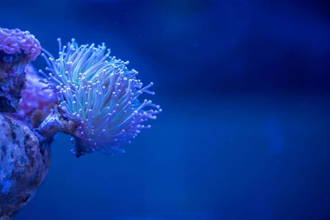 How to Respect Marine Life During Your Kona Snorkel Tour | Health Works